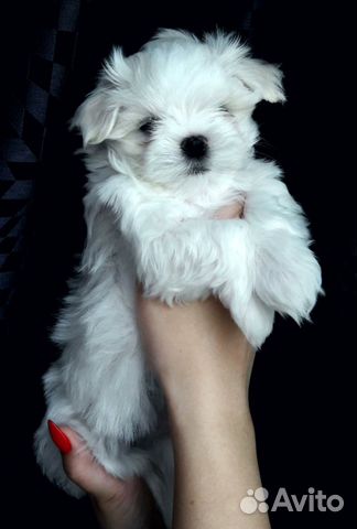 Белое счастье