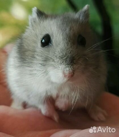 Джунгарские Хомяки (клетки, корм, аксессуары)