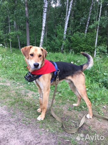 Метис русской Гончей в добрые руки