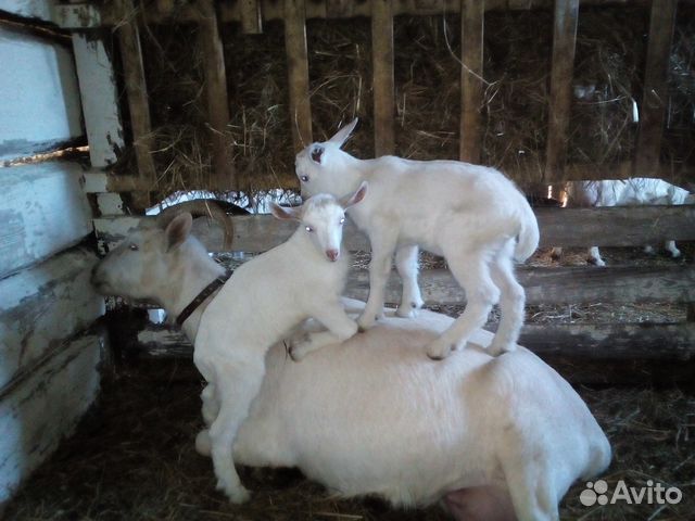 Козочки, Козы и Козел