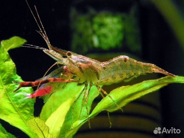 Креветка Macrobrachium