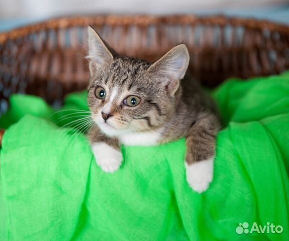 Котята Чудо «Душещипательное« в дар в добрые руки