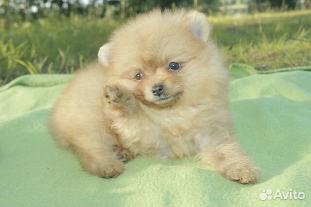 Шпиц. Мини-девочки