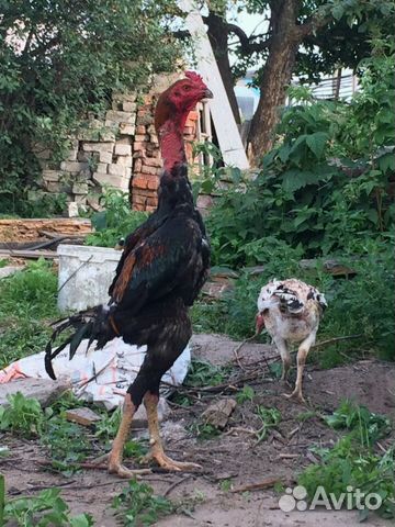 Бойцовые птица Корейские шамо и чу шамо