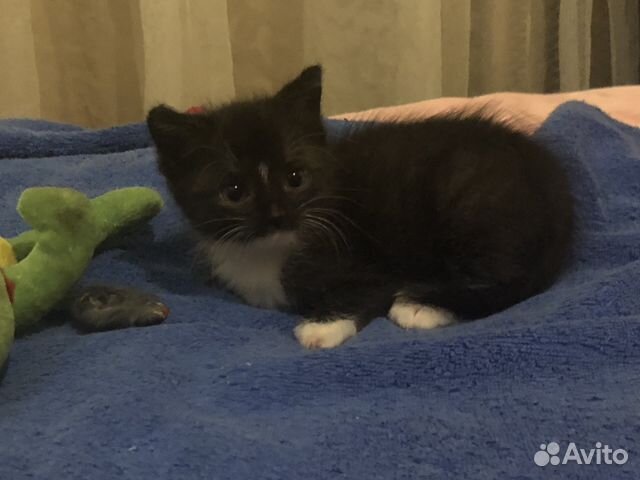 Котенок в дар