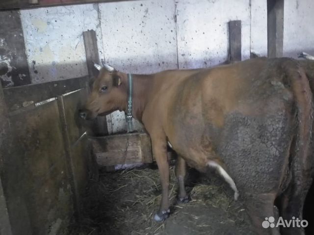 Продажа коровы
