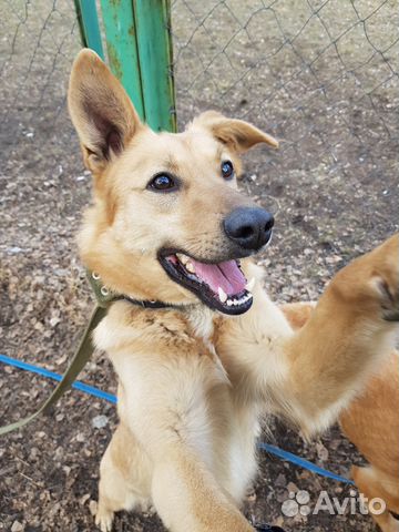 Молодая собака-девочка Соня. В дар