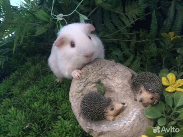 Замечательный малыш - Снежок