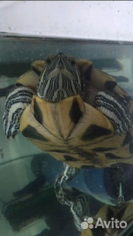 Черепашка красноухая