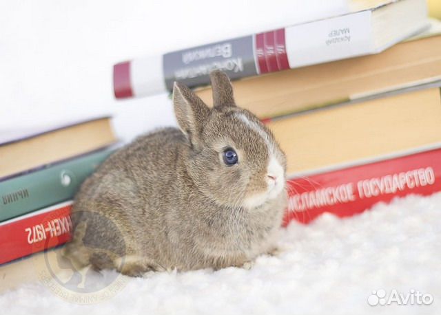 Очаровательный малыш Ветерок