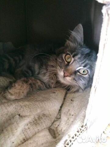 Серенький котенок счастья