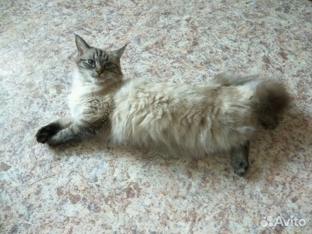 Кошечка ждет котика на вязку