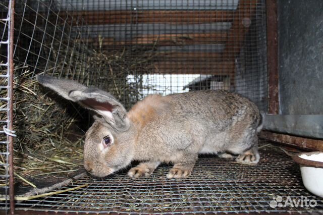 Кролики Бельгийский великан