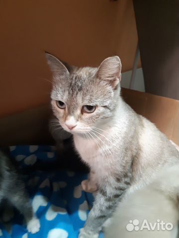 Котята от тайской синеглазки