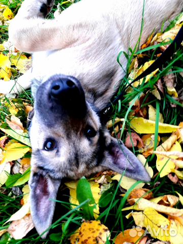 Кобелек в дар