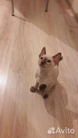 Котята корниш рекс