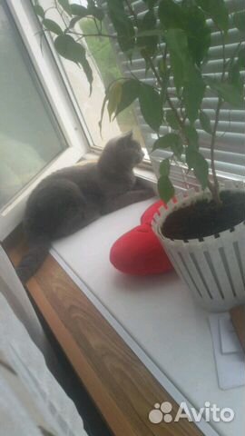 Вязка кот британец