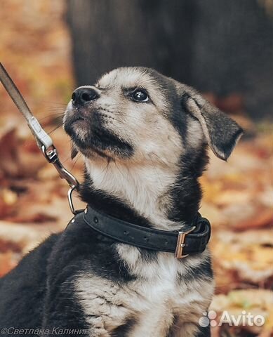 Малышка Роузи ищет дом