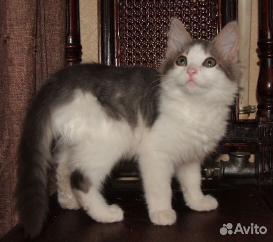 Котенок бело-серенький кот отдам