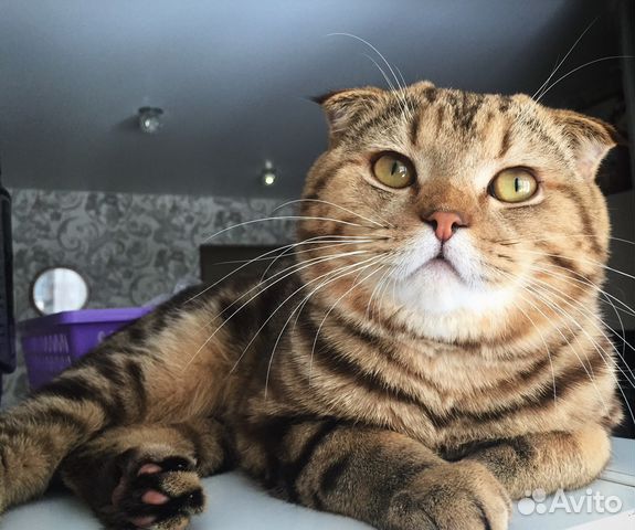 Мраморный Шотландец Веслоухий