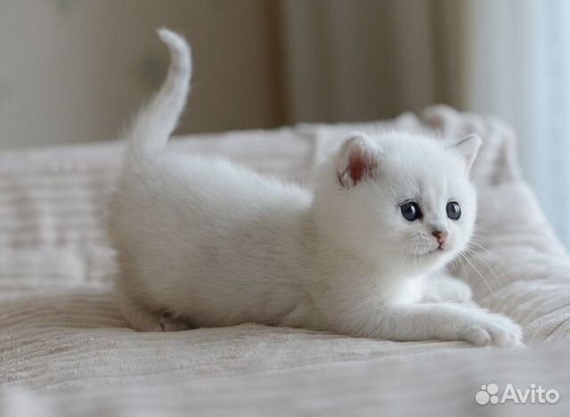 Британские котята