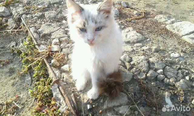 Котик в добрые руки