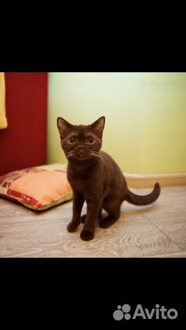 Британец шикарный окрас