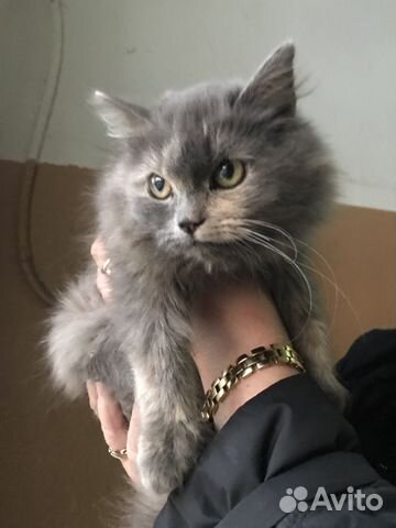 Котенок