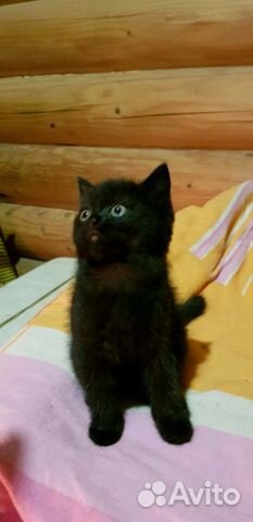 Отдам котят в хорошие руки