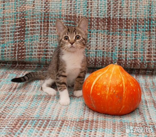 Котенок Нюша