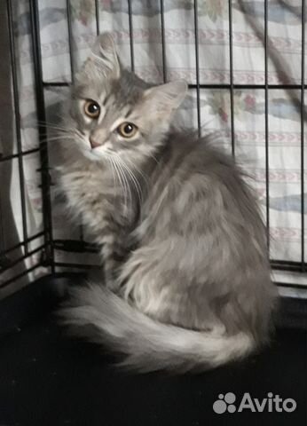 Котята - симпатяги, ласковые, милые и уютные