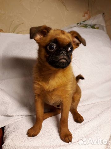 Супер щенок пти брабансона