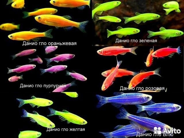 Рыбки Гло Фиш