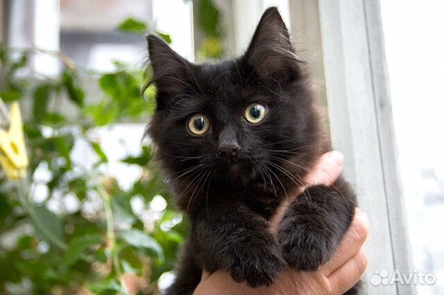 Котенок Элли хочет домой