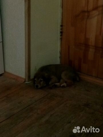 Щеночки ищут дом, 5 мальчиков и две девочки, 2 мес