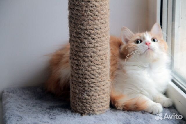 Рыжий котенок в дар