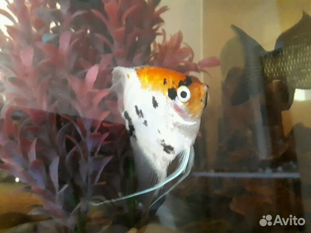 Аквариум с рыбками, фильтрами украшениями и кормом