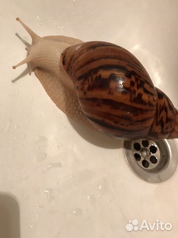 Улитка Ахатина Ахатина Тигр