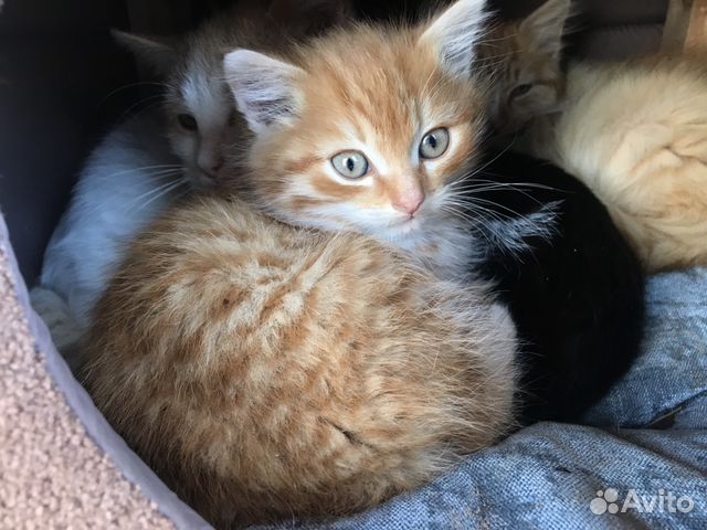 Котенок Кнопик