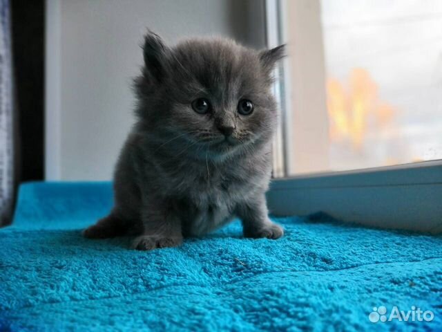 Котята