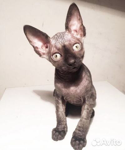 Канадский сфинкс