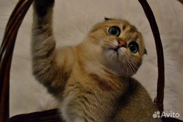 Золотая тикированная девочка с