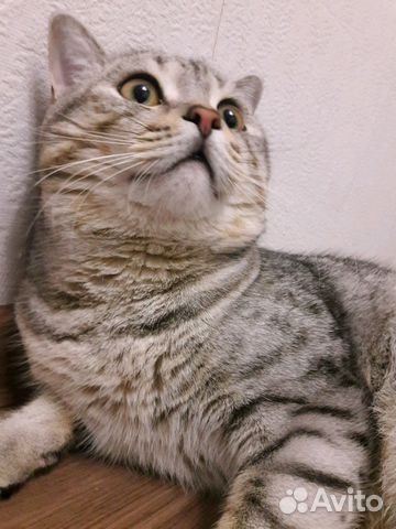 Котик