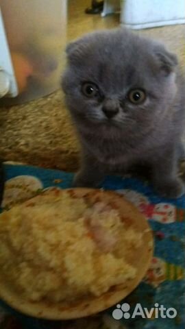 Вислоухий котёночек