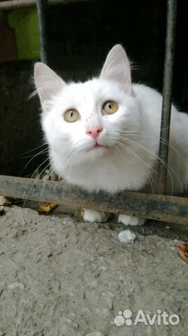 Томас, котенок 8'5месяцев