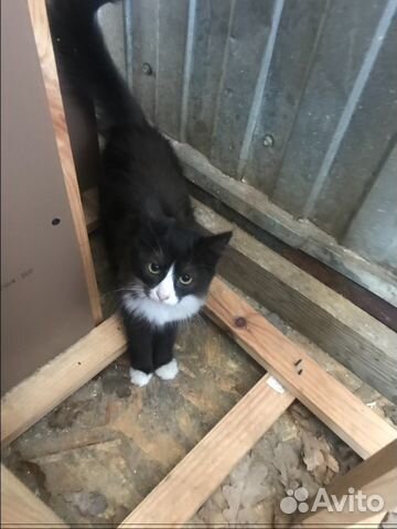 Котята метисы русской голубой