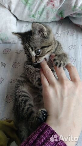 Котёнок с полосатым животиком