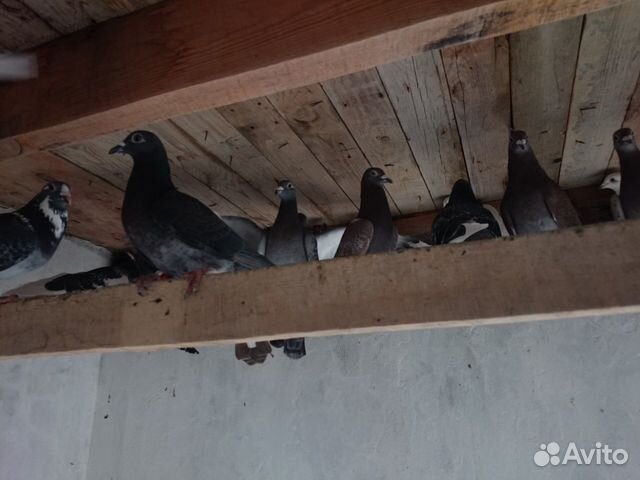 Голуби почтовые, спортивные, чехи