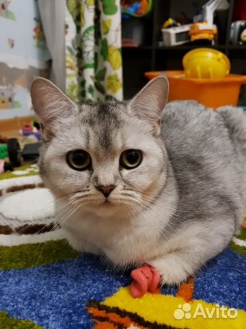 Кошка шотландская, стерилизованная, 7 мес