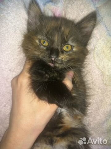 Персидские котята (помесь)